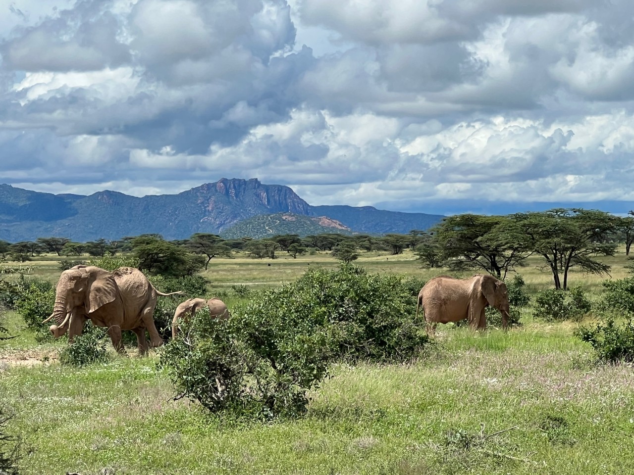 Kenya - Leverhulme Centre for Nature Recovery