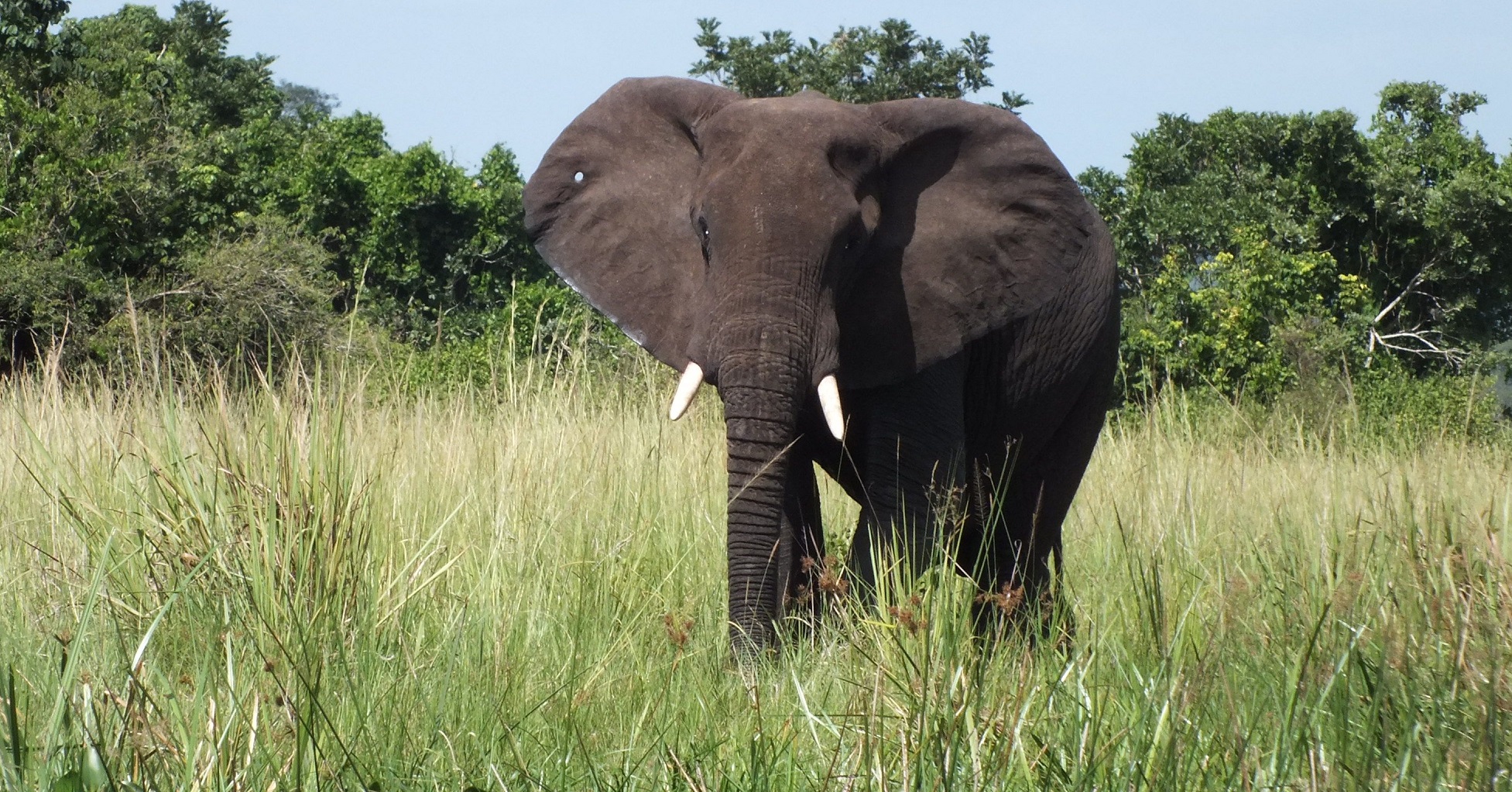 Leverhulme Centre for Nature Recovery | NEW PAPER: Resisting the ...